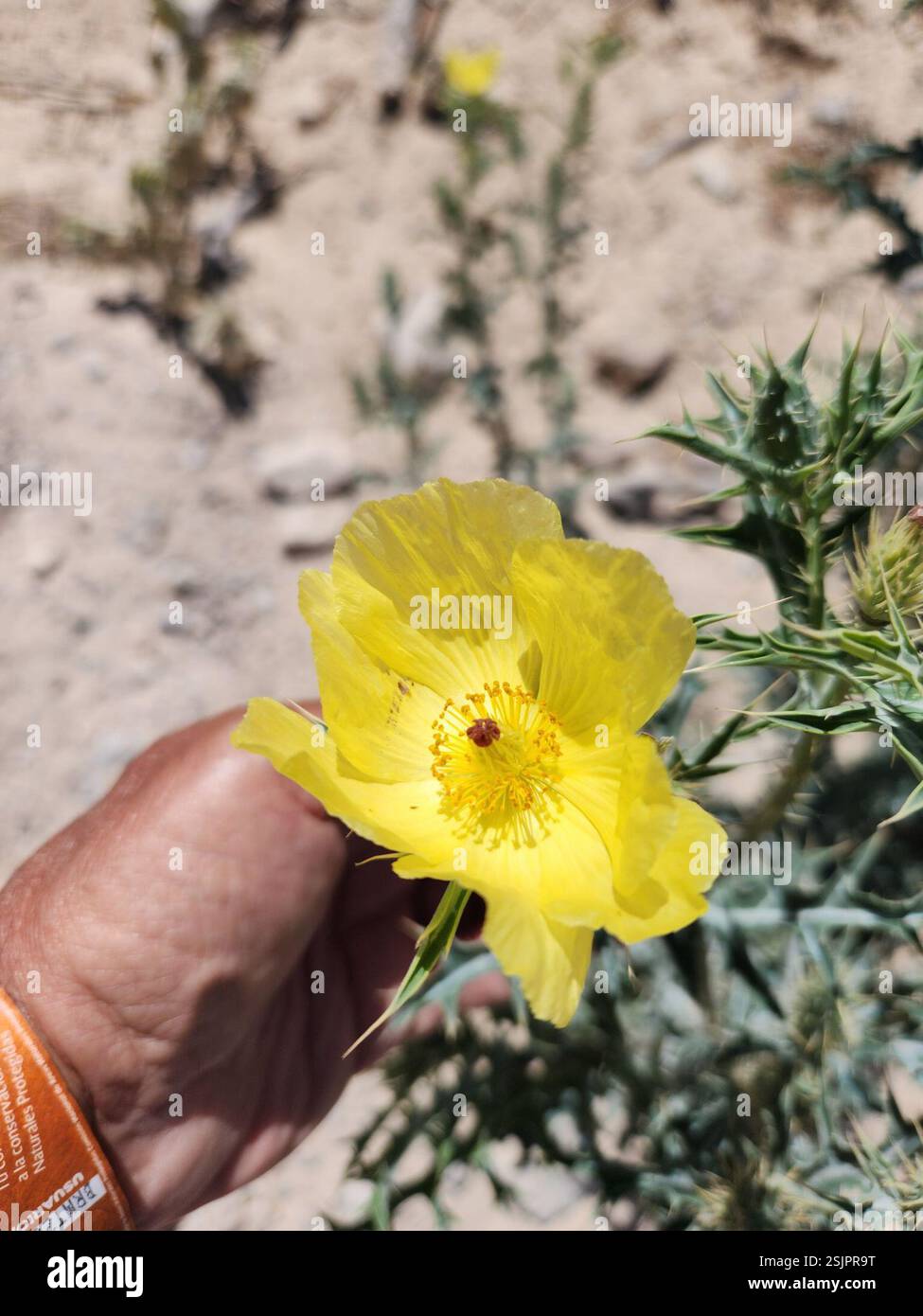 Mexican prickly poppy (Argemone mexicana), Plantae, Parque Nacional ...