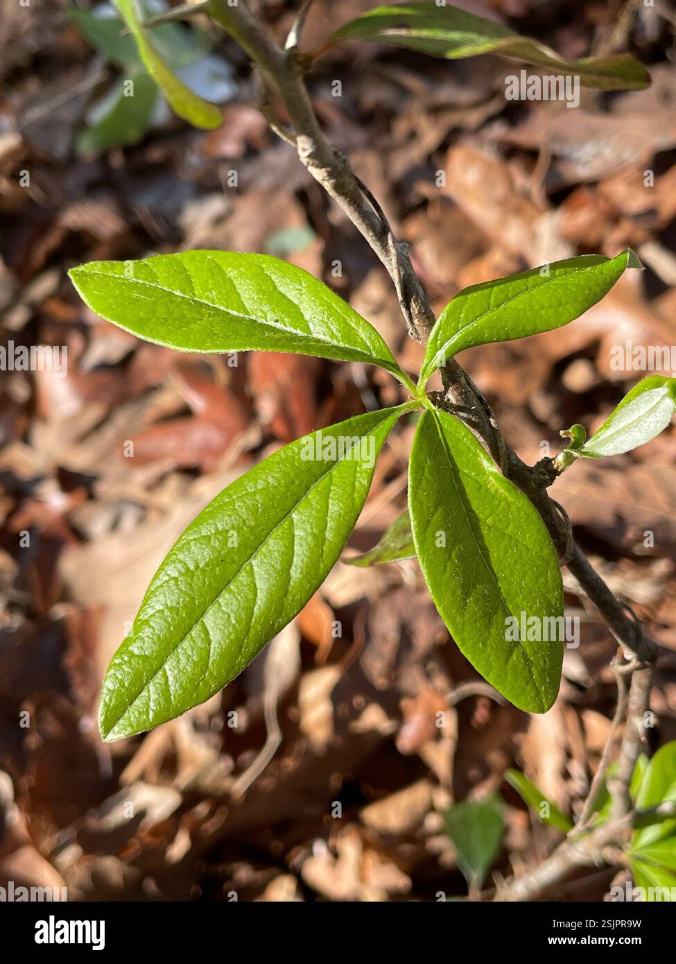 bully trees (Sideroxylon), Plantae, Woodville, MS, US Stock Photo - Alamy