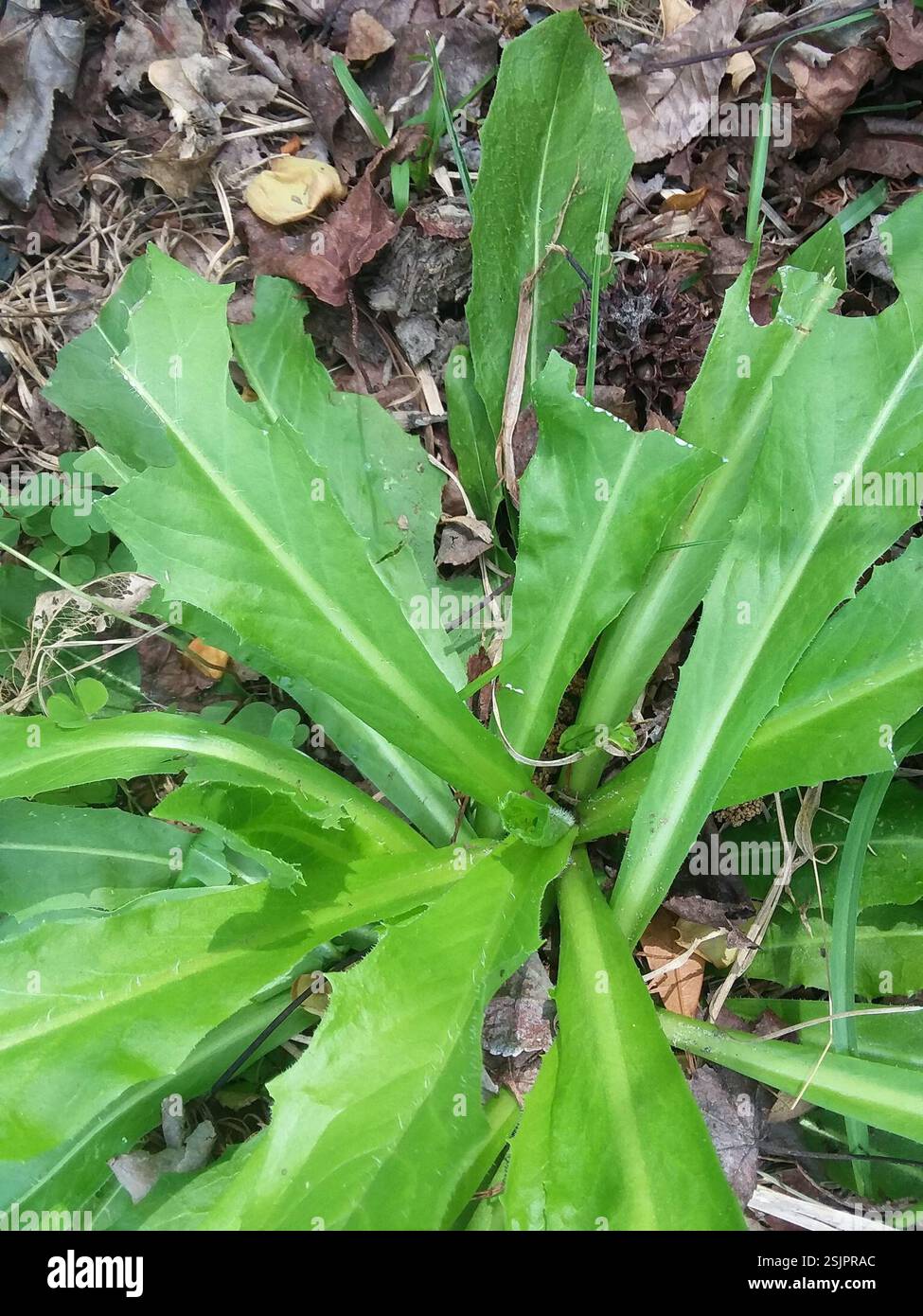 flowering plants (Angiospermae), Plantae, 0 Windsor Forest, Savannah ...