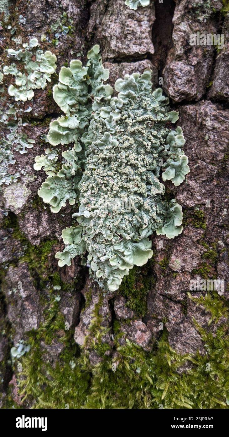 common greenshield lichen (Flavoparmelia caperata), Fungi, London, UK ...