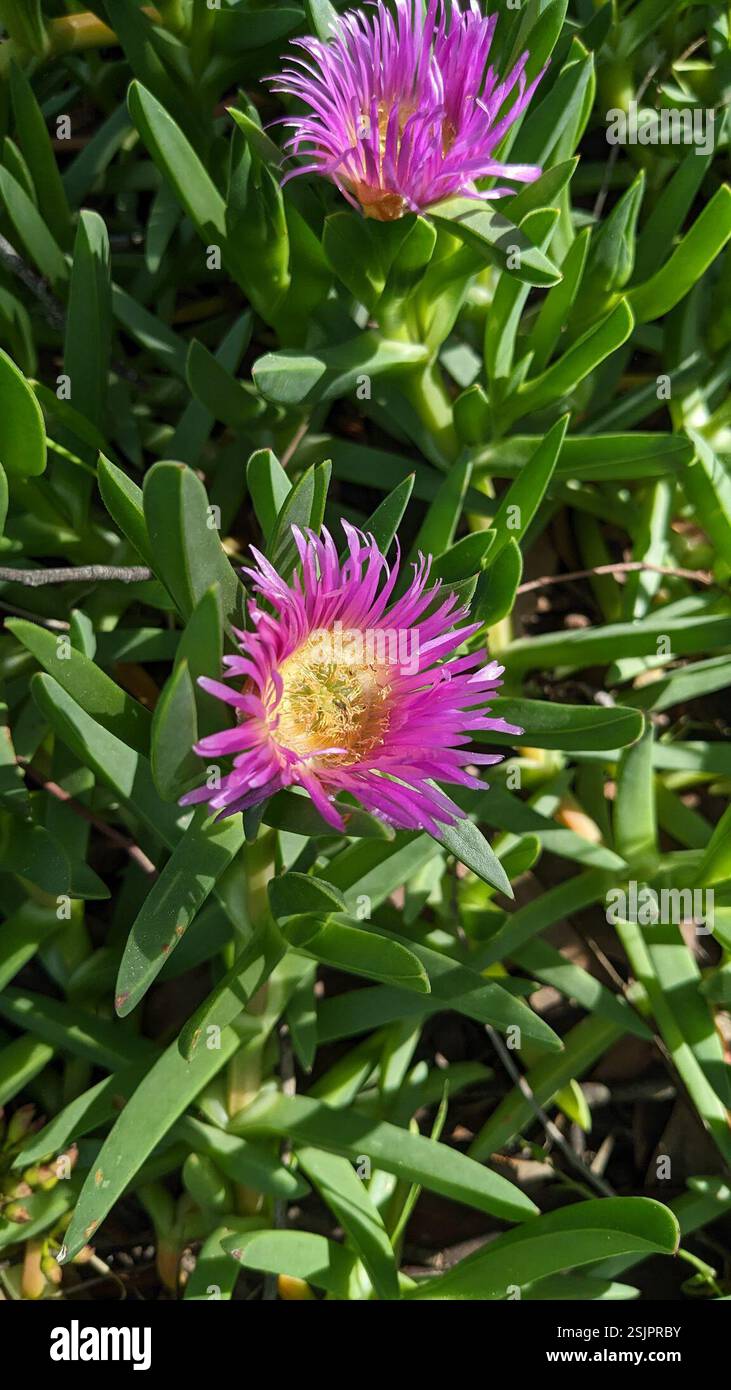 sea figs (Carpobrotus), Plantae, Westwood, Los Angeles, CA, USA Stock ...