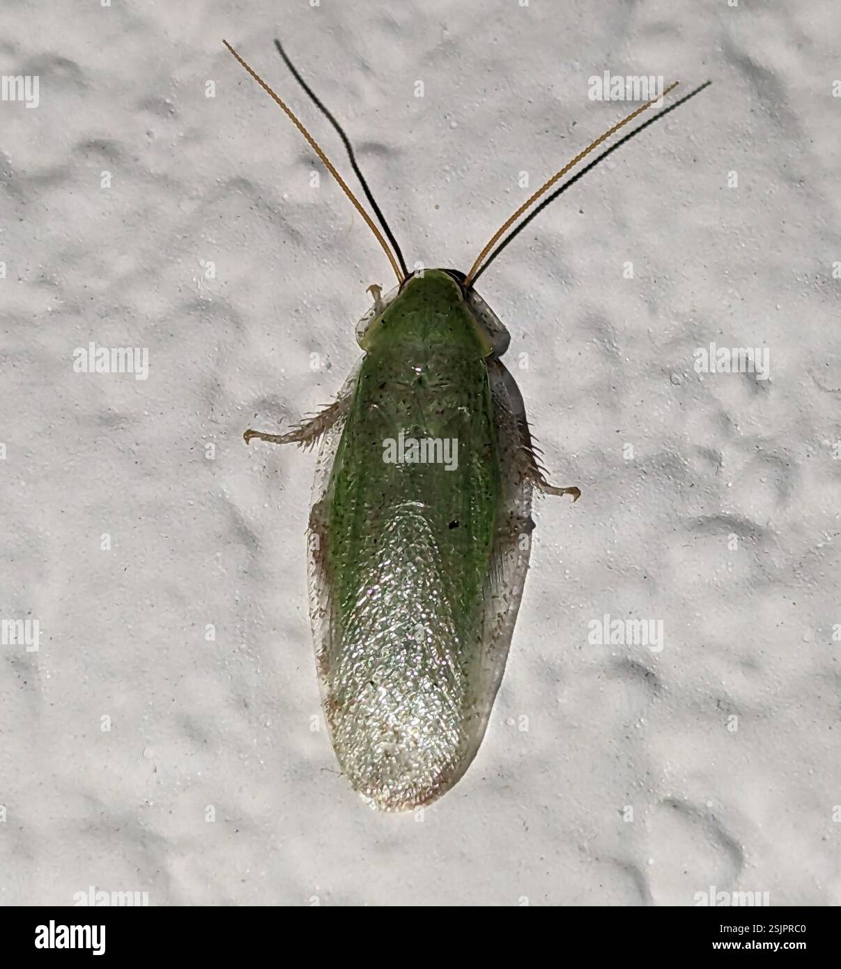 Banana Cockroach (Panchlora nivea), Insecta, ZONA 13, GT-GU, GT Stock ...