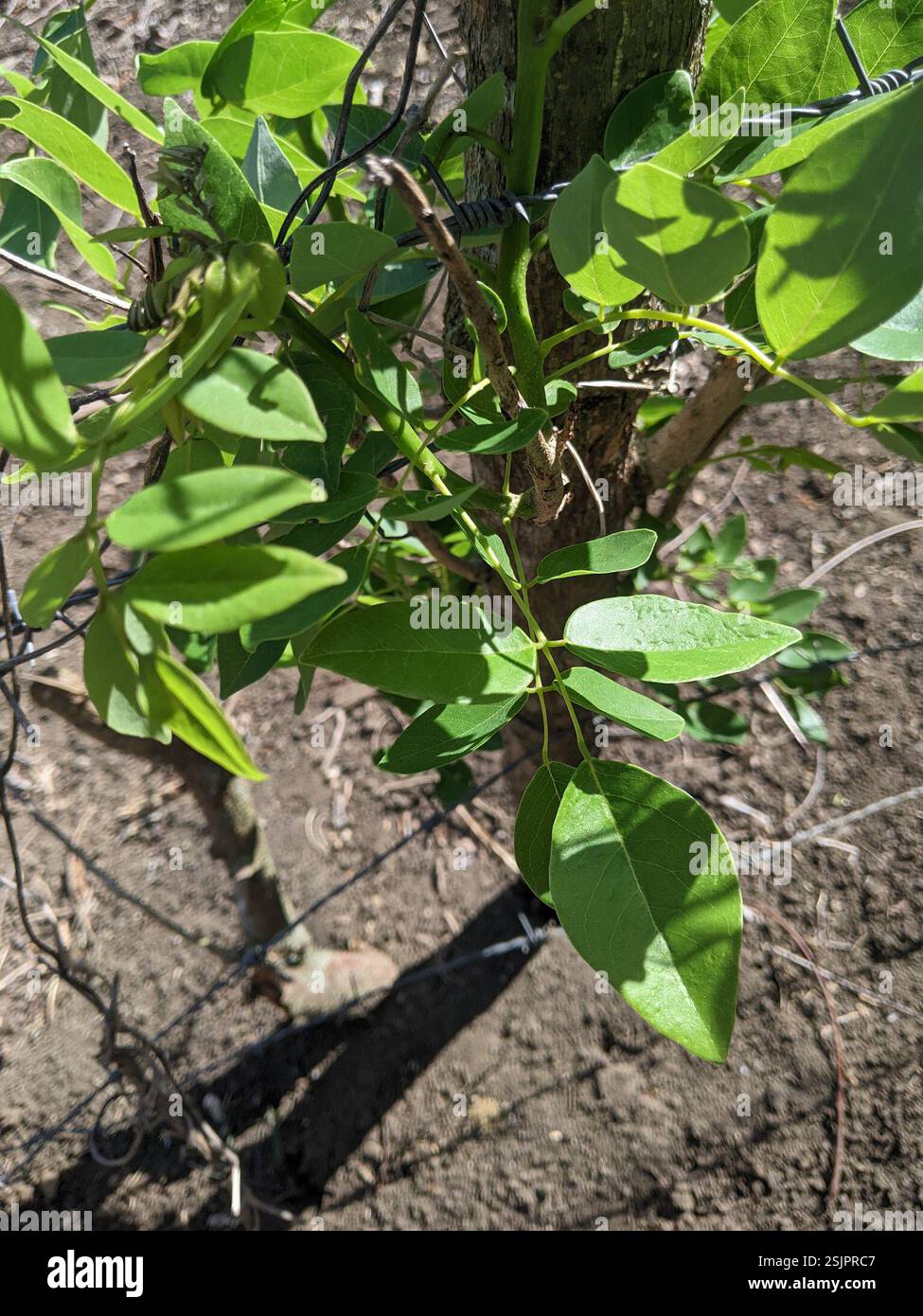 Fence Post Tree (Gliricidia sepium), Plantae, Moca, Dominican Republic ...