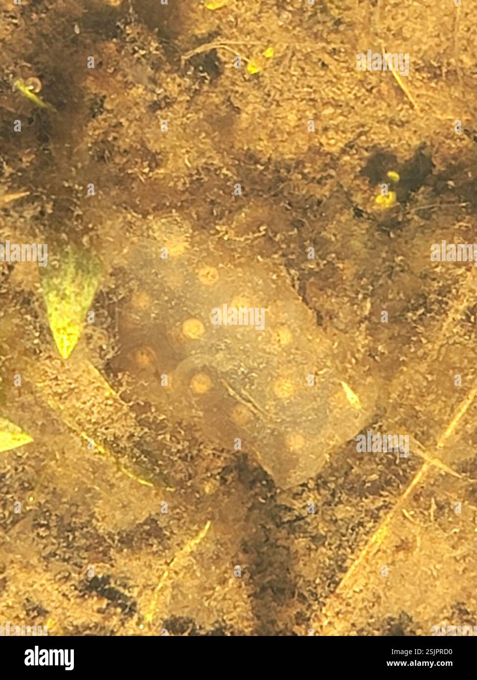 Amphibians (Amphibia), Amphibia, Orinda, CA 94563, USA Stock Photo - Alamy