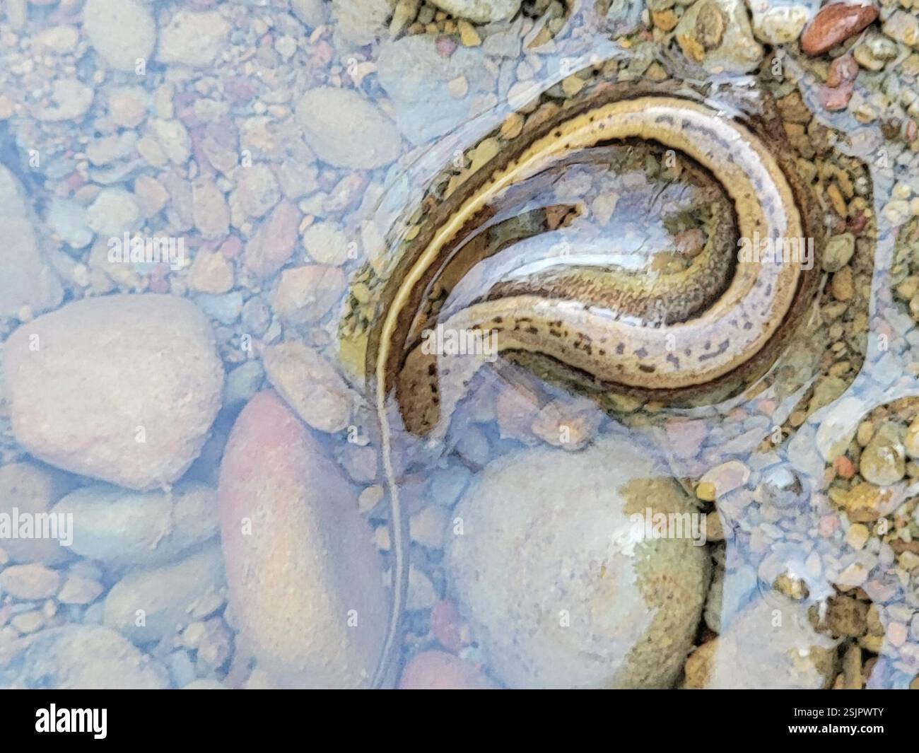 Southern Two-lined Salamander (Eurycea cirrigera), Amphibia, Morehead ...