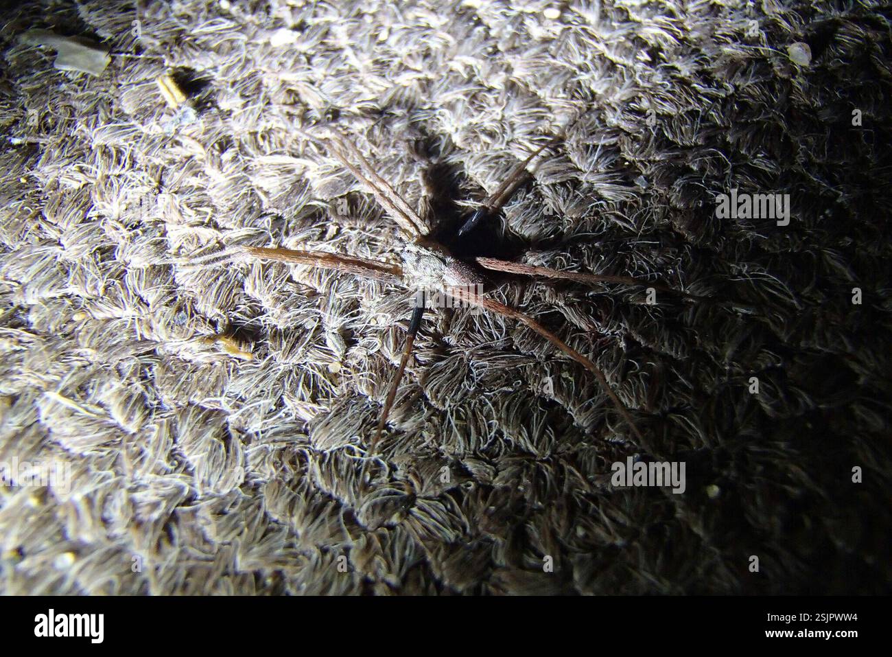 Prowling Spiders (Miturgidae), Arachnida, 62 Railway Parade, Wentworth Falls NSW 2782, Australia ...