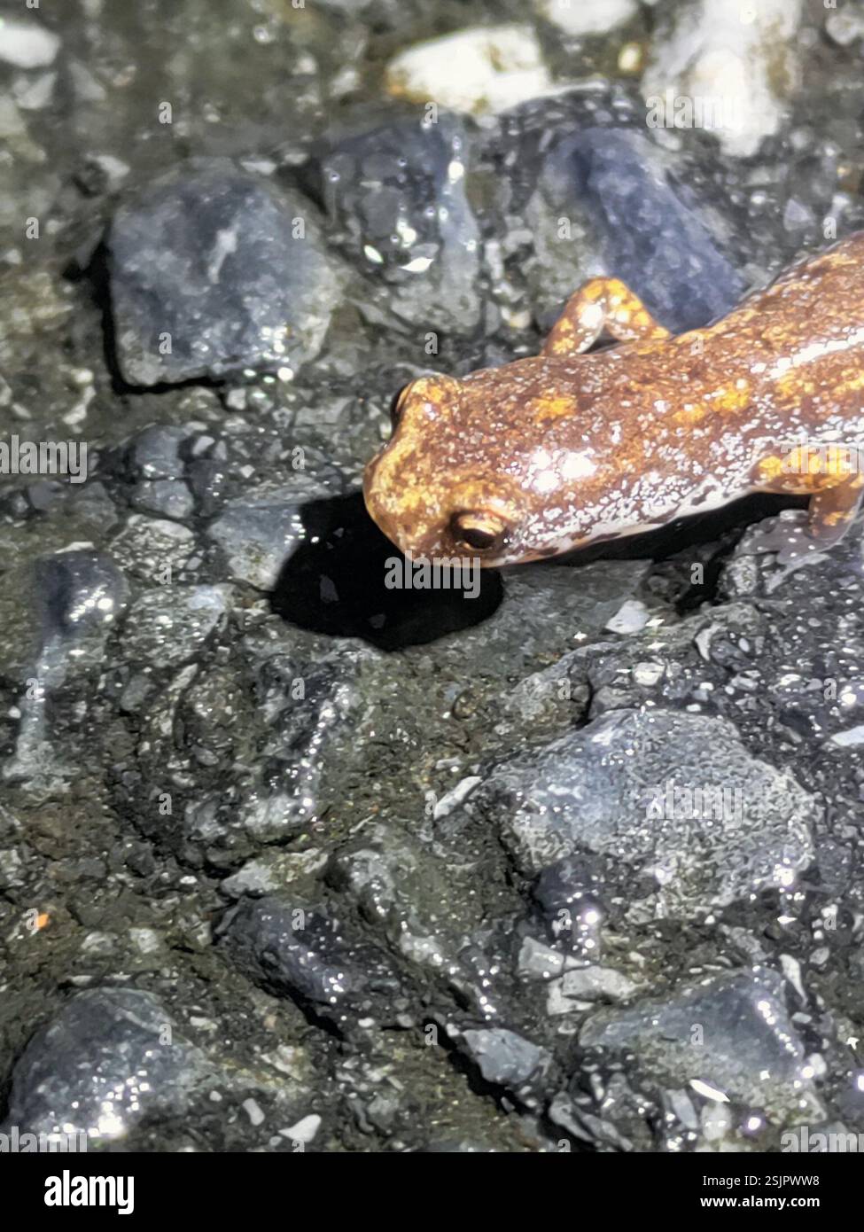 Four-toed Salamander (Hemidactylium scutatum), Amphibia, Pennsylvania ...
