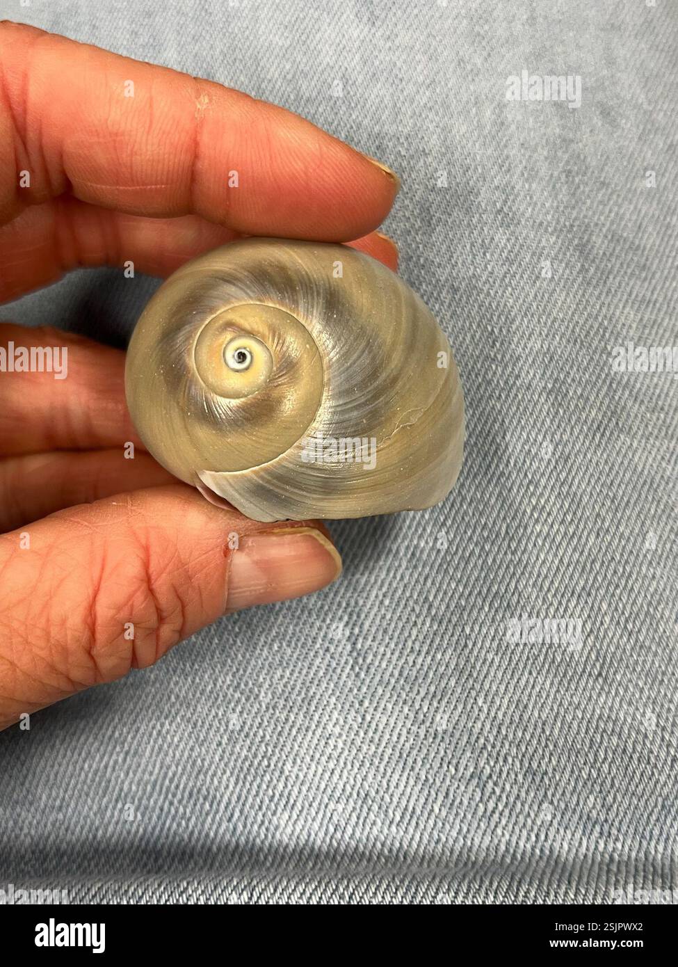 Shark Eye (Neverita duplicata), Mollusca, Little Hickory Island, Bonita ...