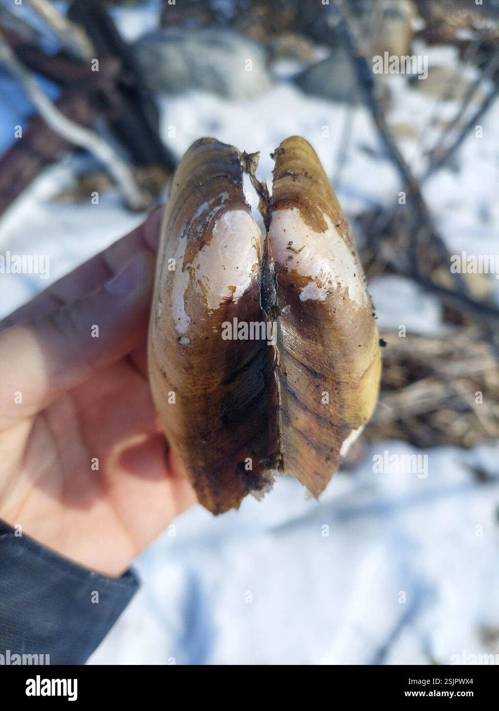 Fragile Papershell (Potamilus fragilis), Mollusca, Lake Huron, CA-ON ...