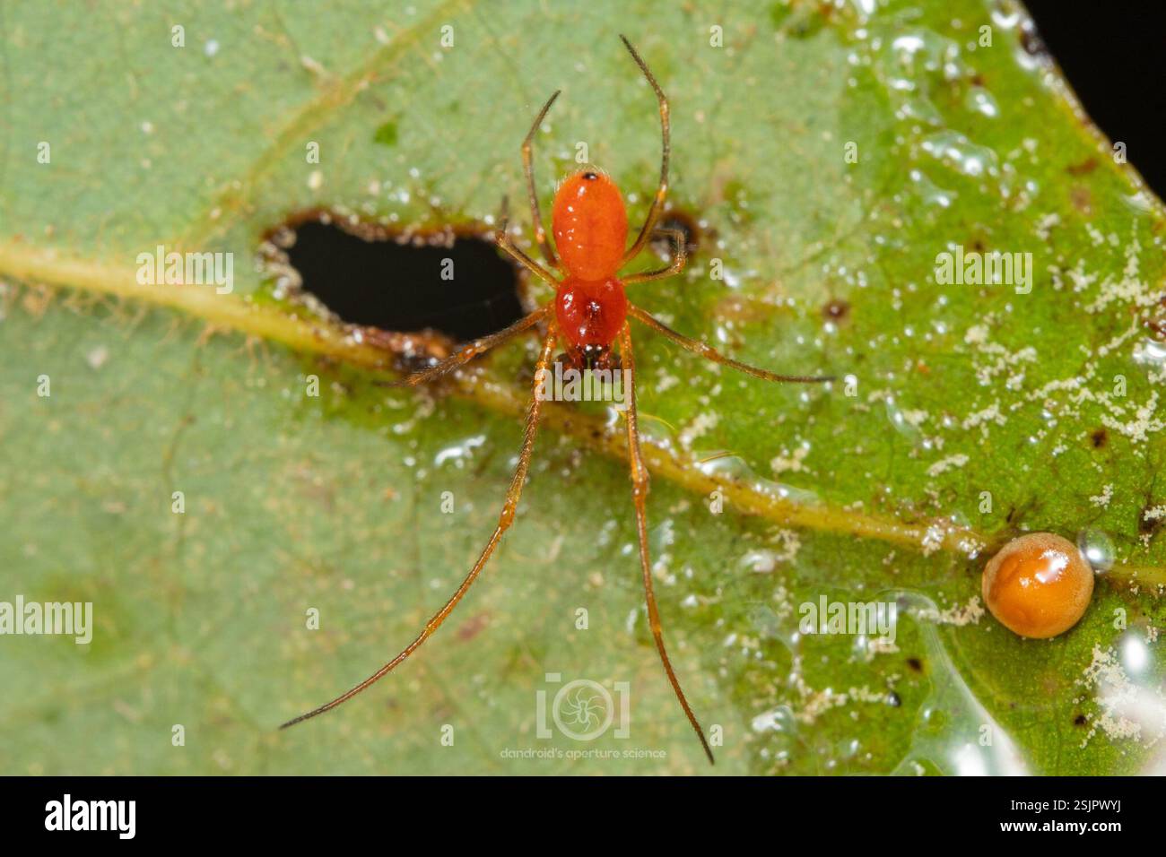 Comb-footed Spiders (Theridiidae), Arachnida, Green Cove Springs, FL ...