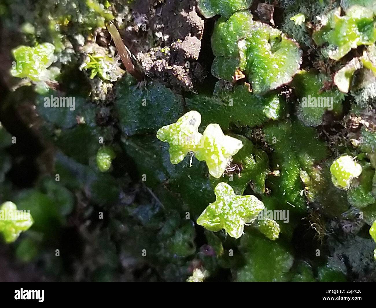 Hemisphaeric Liverwort (Reboulia hemisphaerica), Plantae, 231 ...