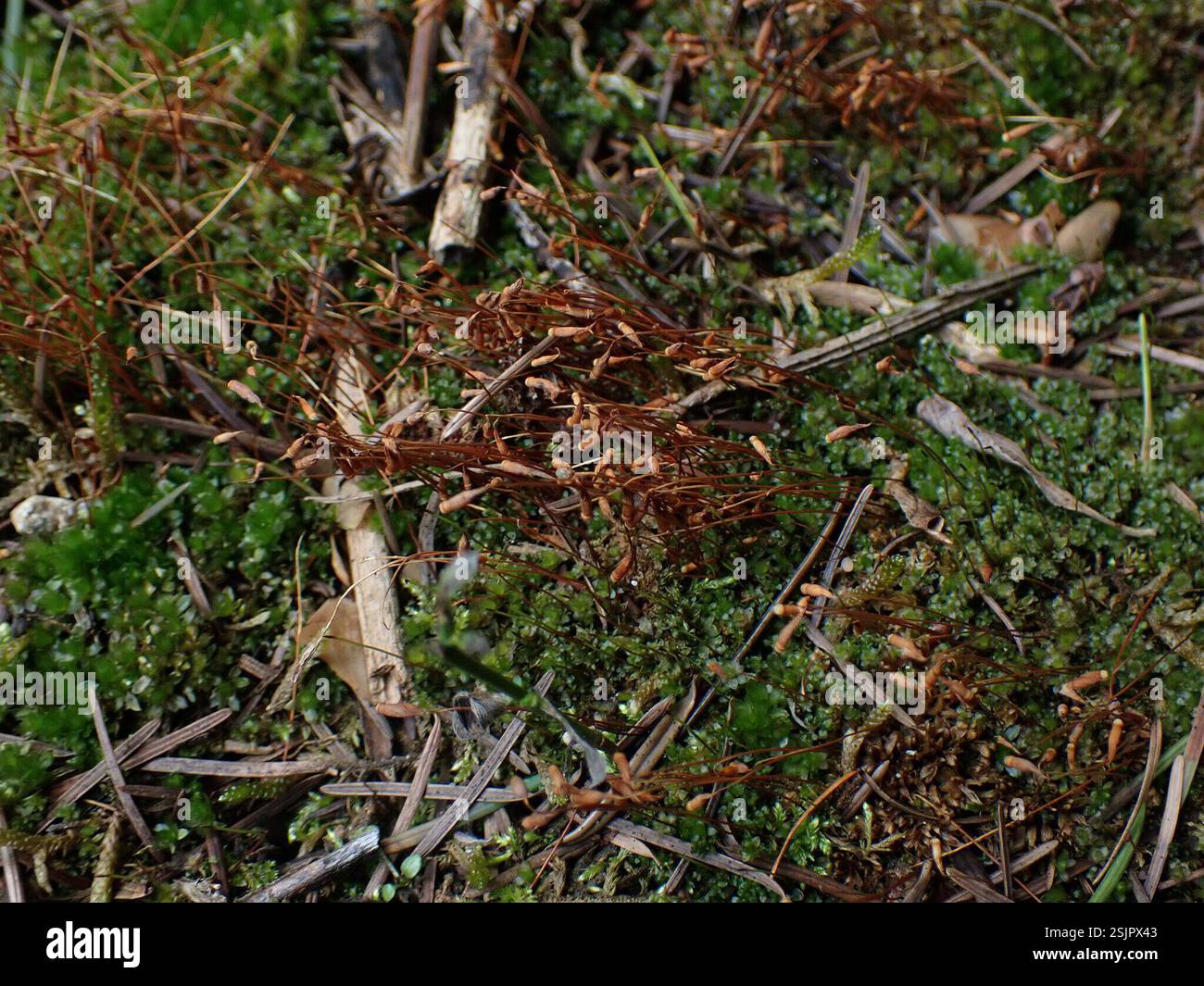 Capillary Thread-moss (Ptychostomum capillare), Plantae, Comox, BC ...