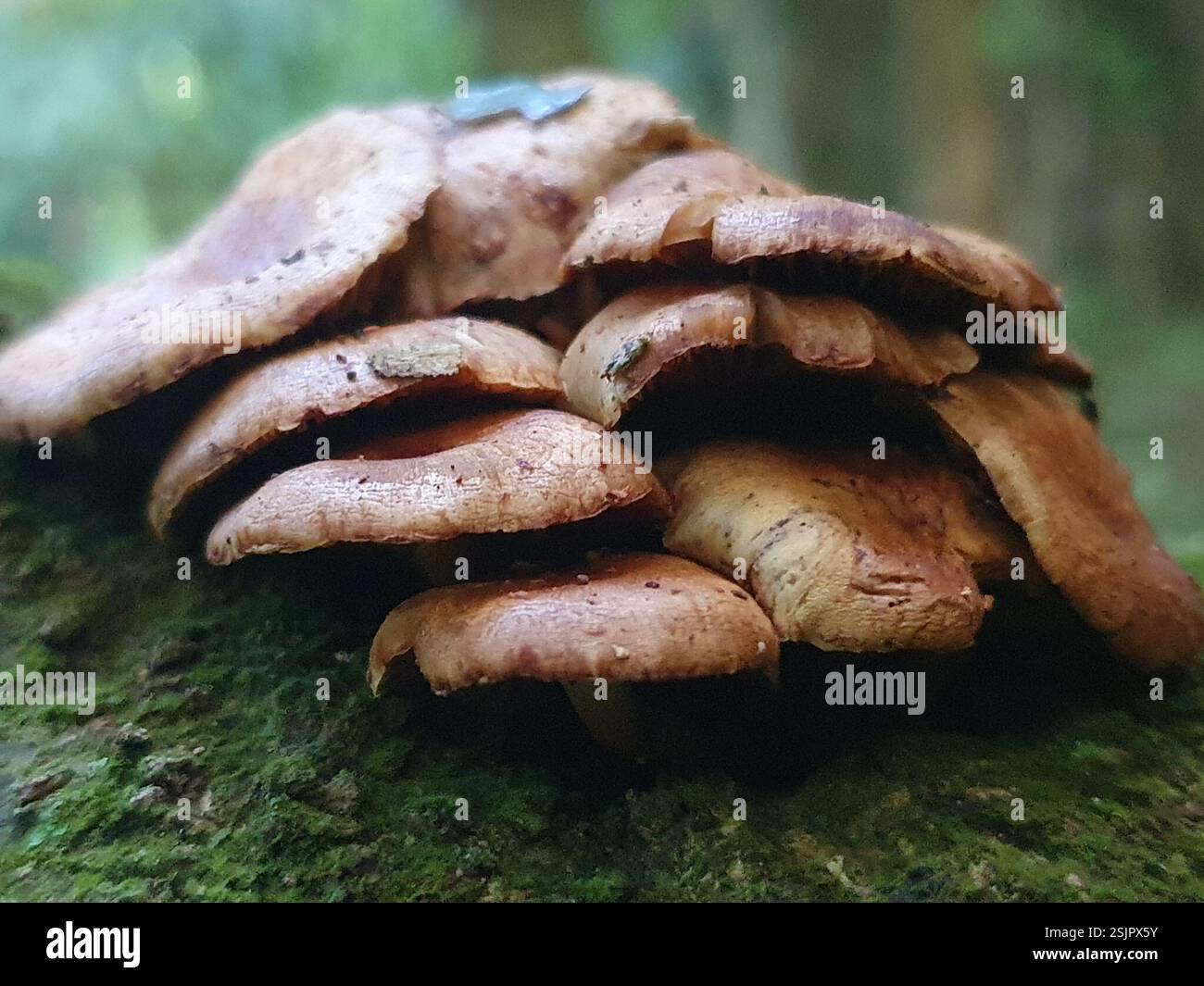 (Strophariaceae), Fungi, Mākara, Wellington, New Zealand Stock Photo ...