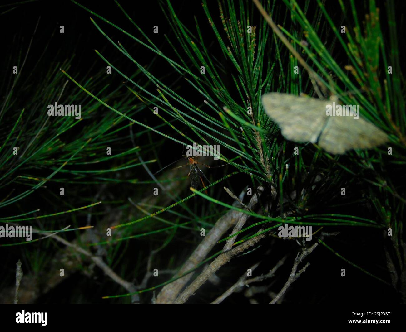 (Ophion), Insecta, Hobart TAS, Australia Stock Photo - Alamy