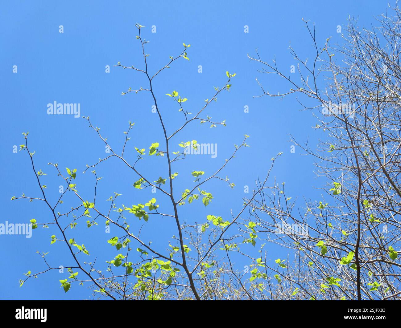 Mulberries (Morus), Plantae, Windsor Forest, Savannah, GA, USA, has big ...
