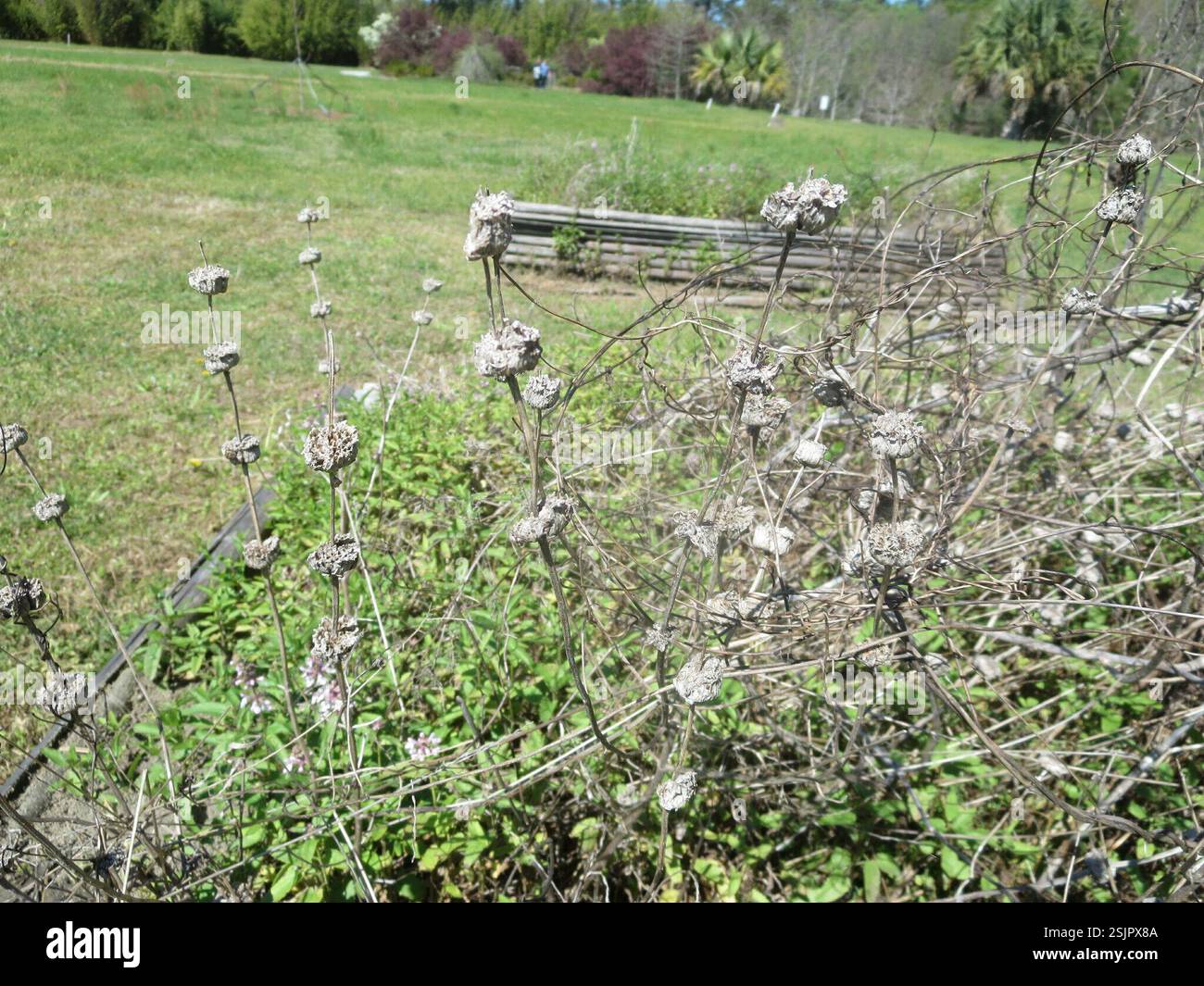 Florida Hedgenettle (Stachys floridana), Plantae, Coastal Georgia ...