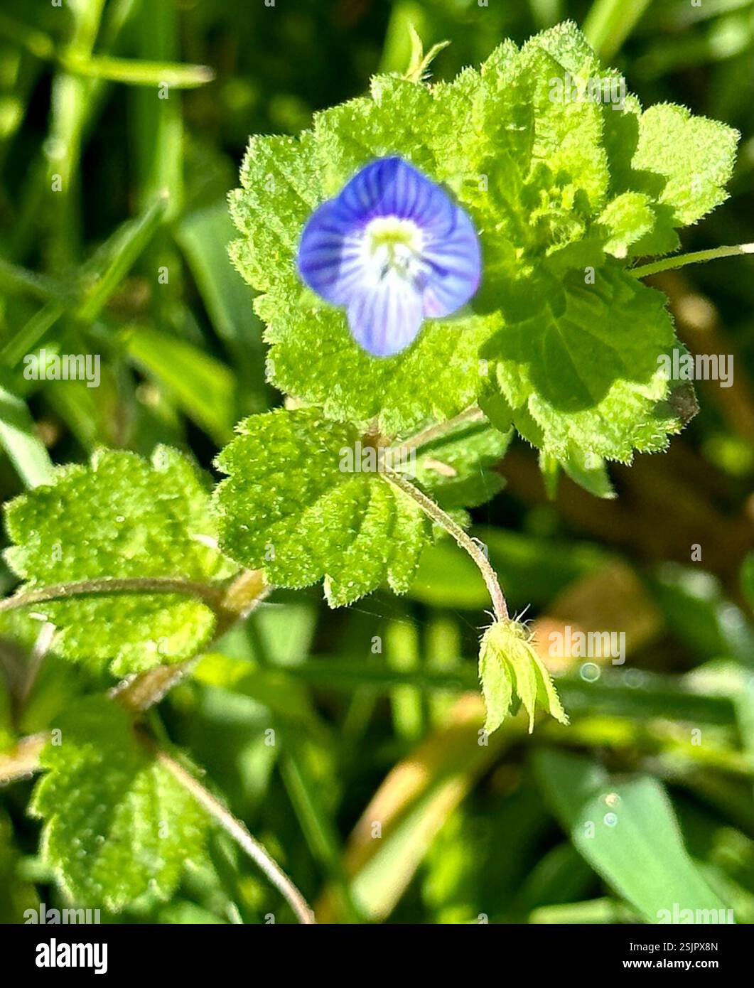 bird's-eye speedwell (Veronica persica), Plantae, São Miguel Island ...
