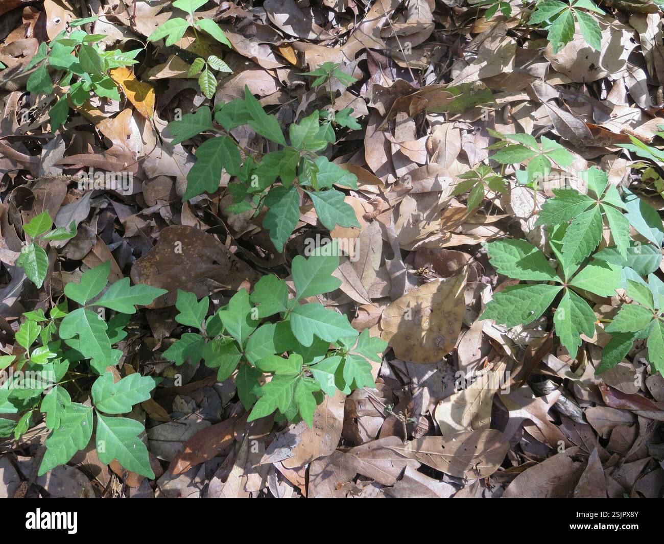 eastern poison ivy (Toxicodendron radicans), Plantae, Windsor Forest ...