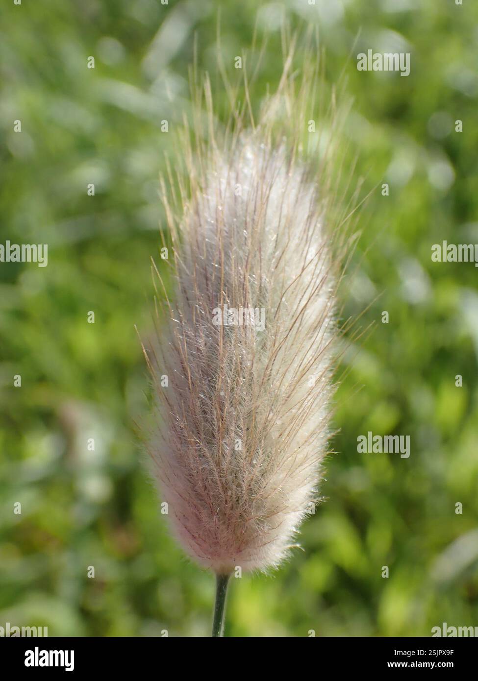 Hare's Tail Grass (Lagurus ovatus), Plantae, Barneville-Carteret ...