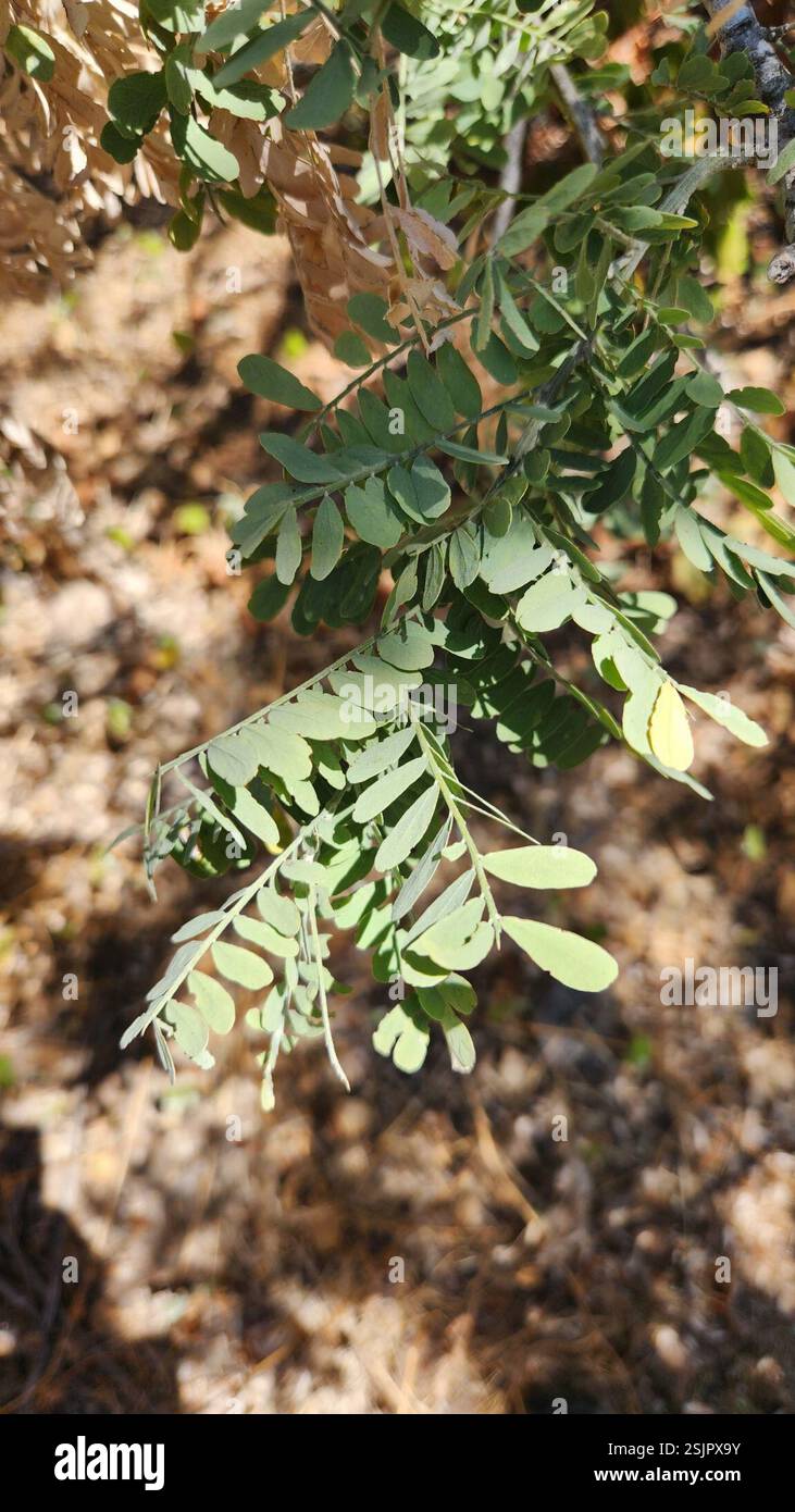 desert ironwood (Olneya tesota), Plantae, Loreto, MX-BS, MX Stock Photo ...