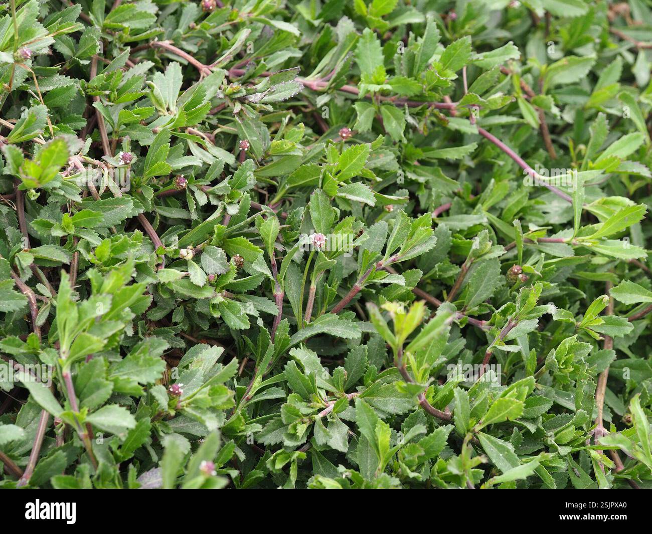 turkey tangle frogfruit (Phyla nodiflora), Plantae, 台灣嘉義縣 Stock Photo ...