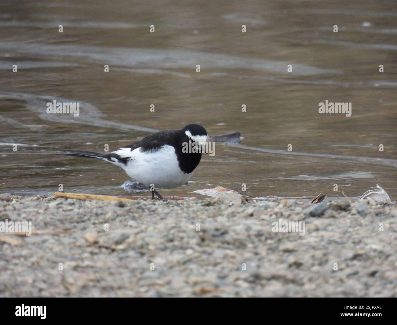 Japanese Wagtail (Motacilla grandis), Aves, Saitama, JP Stock Photo - Alamy