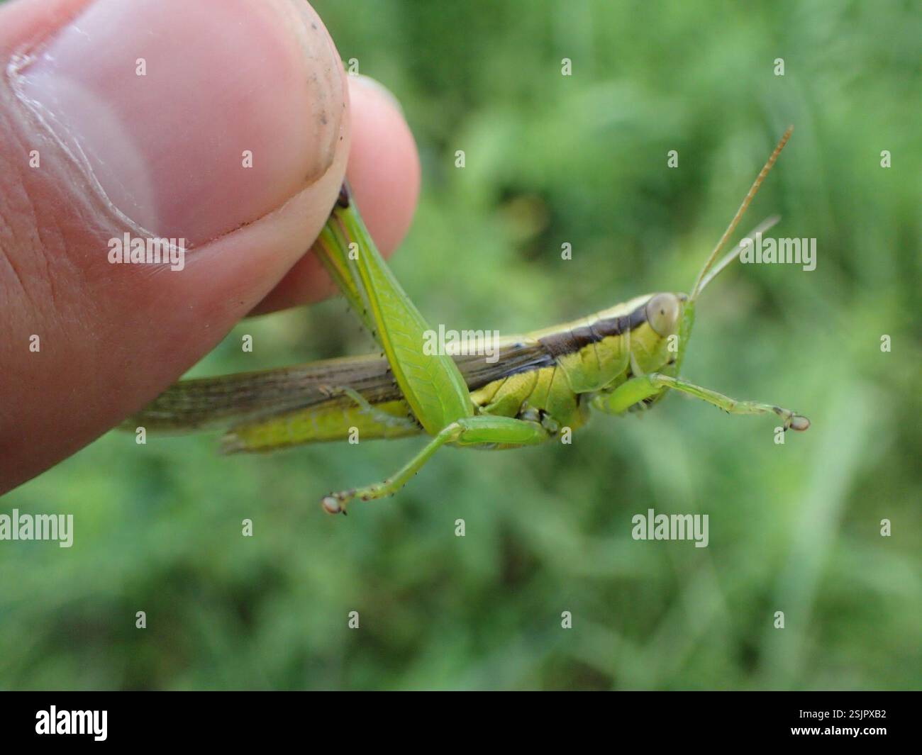 Japanese Rice Grasshopper (Oxya japonica), Insecta, Japan Stock Photo ...