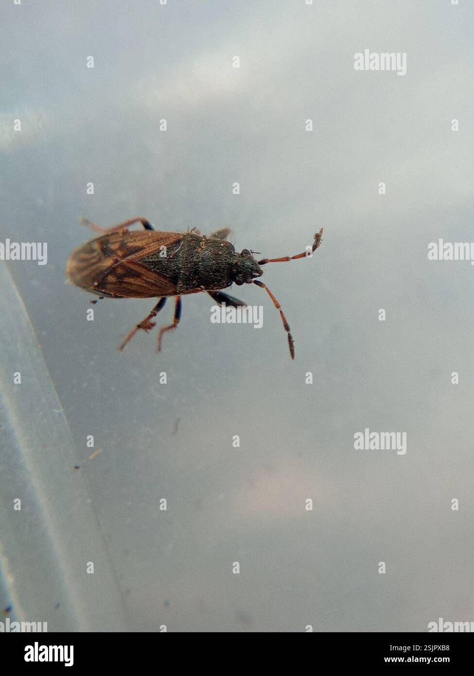 Introduced Dirt-colored Seed Bug (Megalonotus sabulicola), Insecta ...