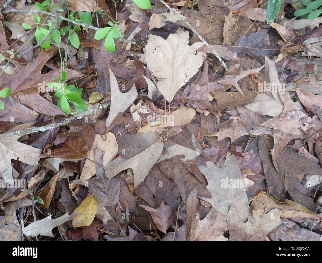 southern red oak (Quercus falcata), Plantae, Windsor Forest, Savannah ...