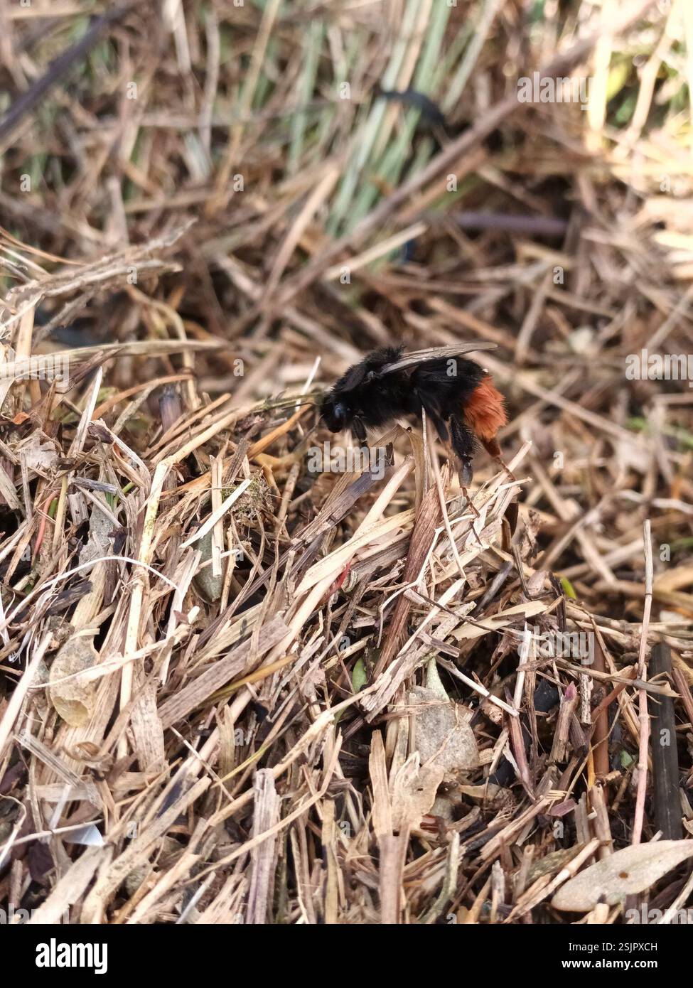 Red-tailed Bumble Bee (Bombus lapidarius), Insecta, Hoylake, Wirral, UK ...