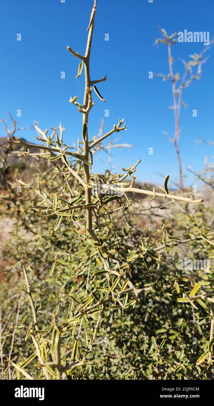 Desert Caper (Atamisquea emarginata), Plantae, La Paz, MX-BS, MX Stock ...