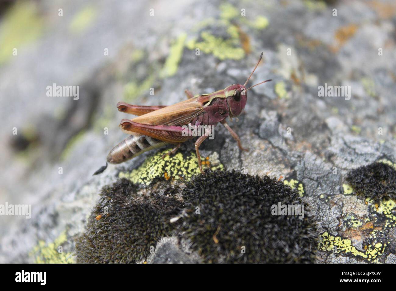 Club-legged Grasshopper (Gomphocerus sibiricus), Insecta, 1945 Liddes ...