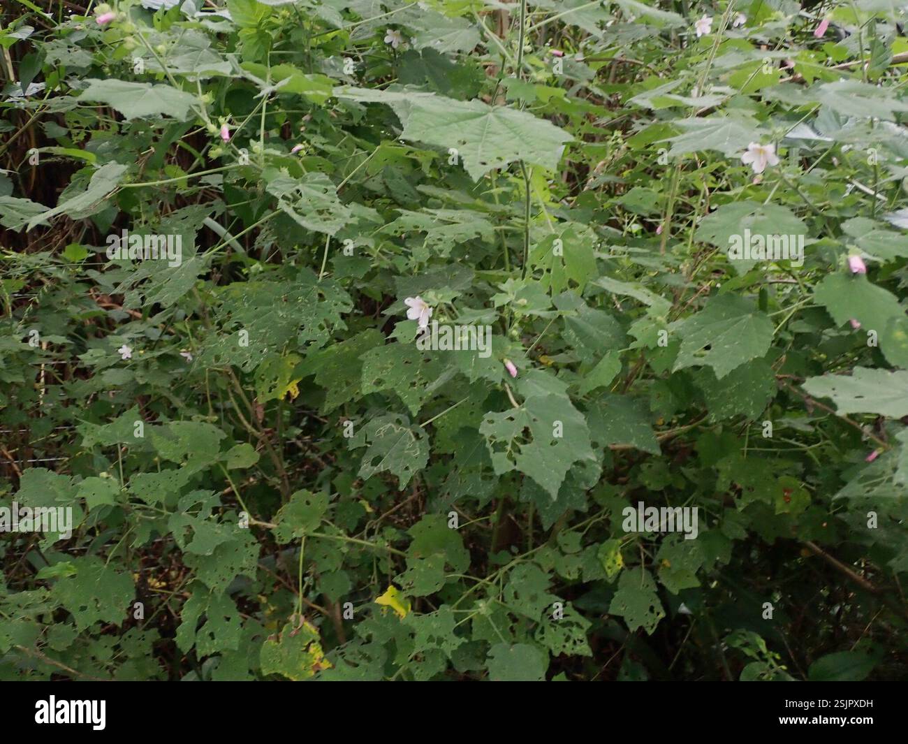 Pink Swampmallow (Pavonia columella), Plantae, Chase Valley ...