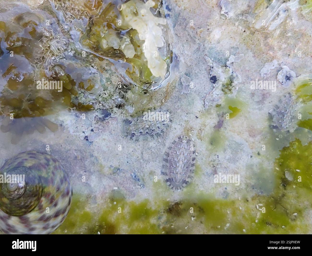 Grey Mail-shell (Lepidochitona cinerea), Mollusca, VH5C+43X, Marsaskala ...