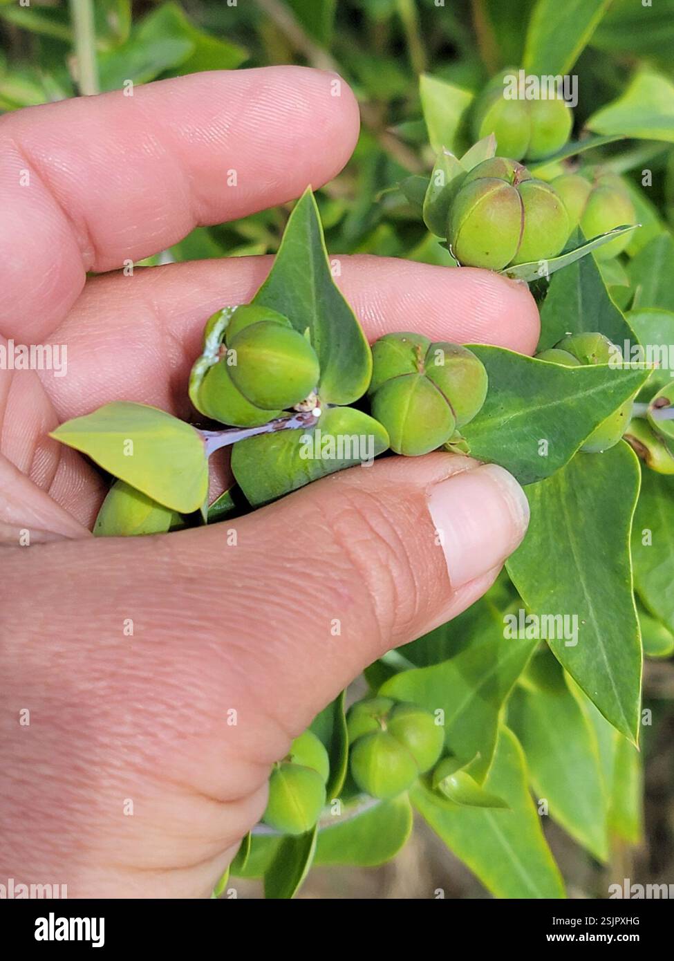 caper spurge (Euphorbia lathyris), Plantae, Blenheim 7202, New Zealand ...