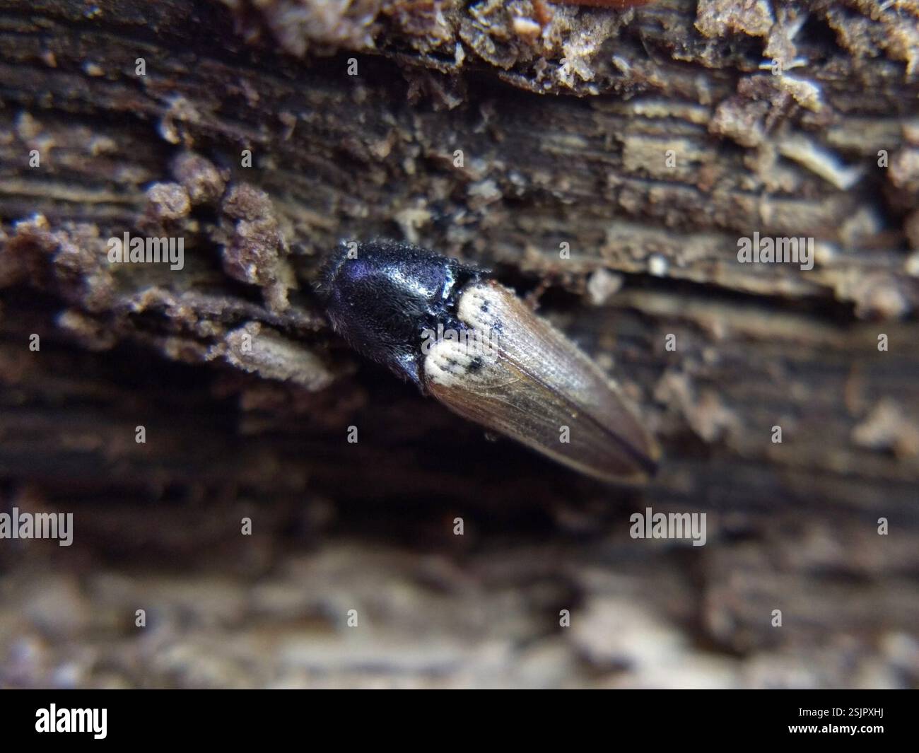 Black-collared Click Beetle (Ampedus nigricollis), Insecta, High Park ...
