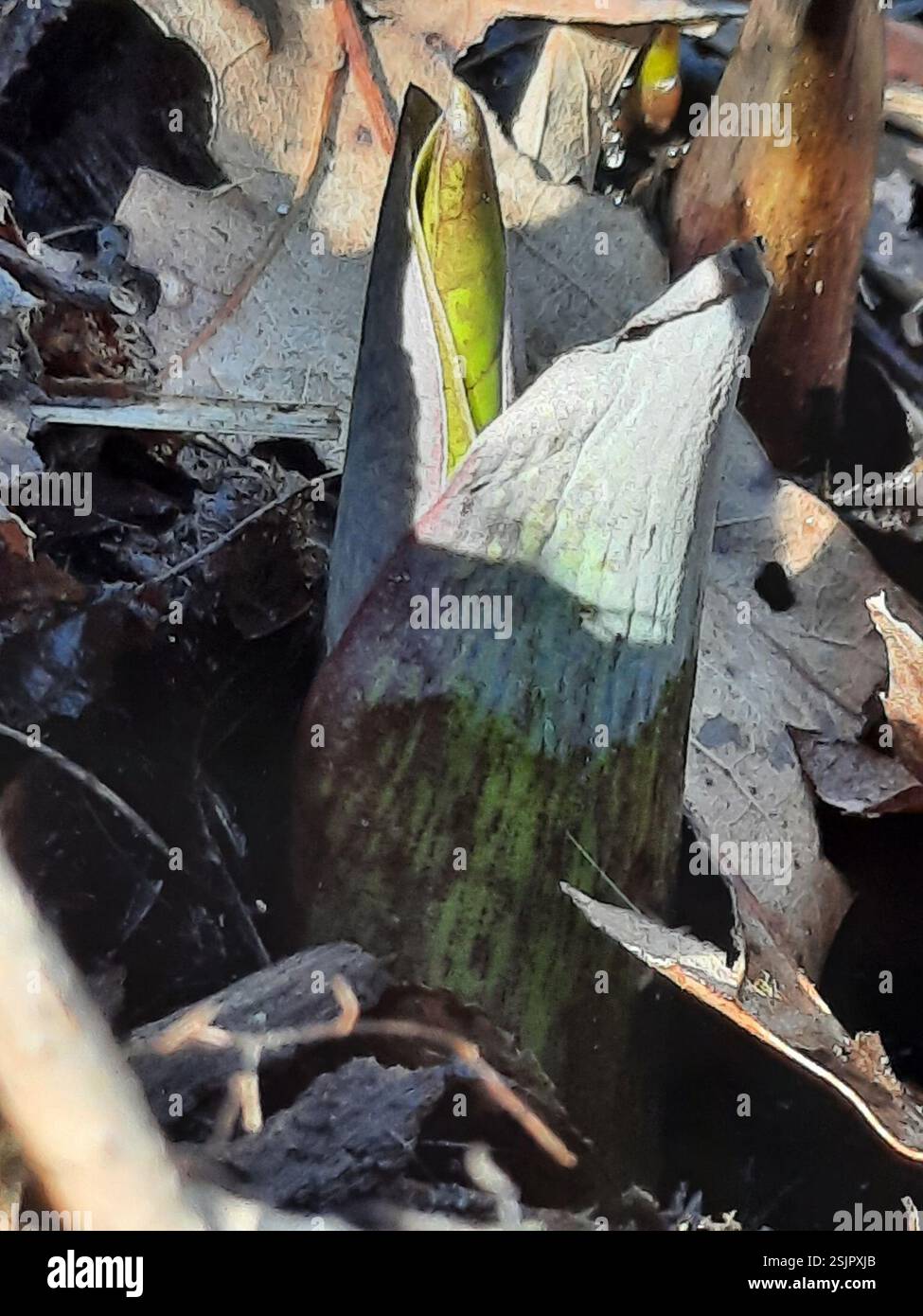 green false hellebore (Veratrum viride), Plantae, Poughquag, NY 12570 ...