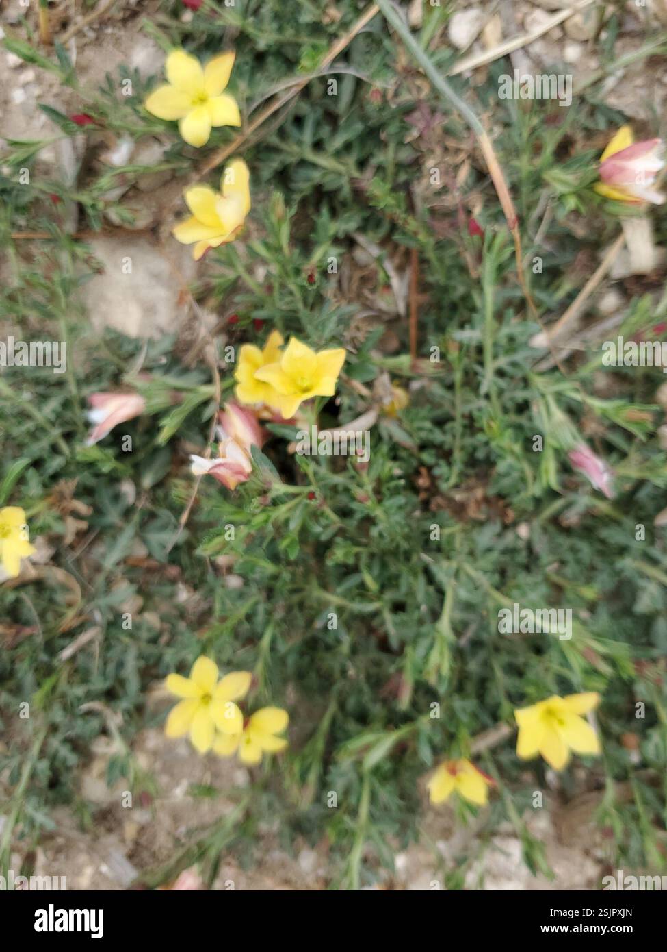 Redbud (Menodora heterophylla), Plantae, McCulloch, Texas, United ...