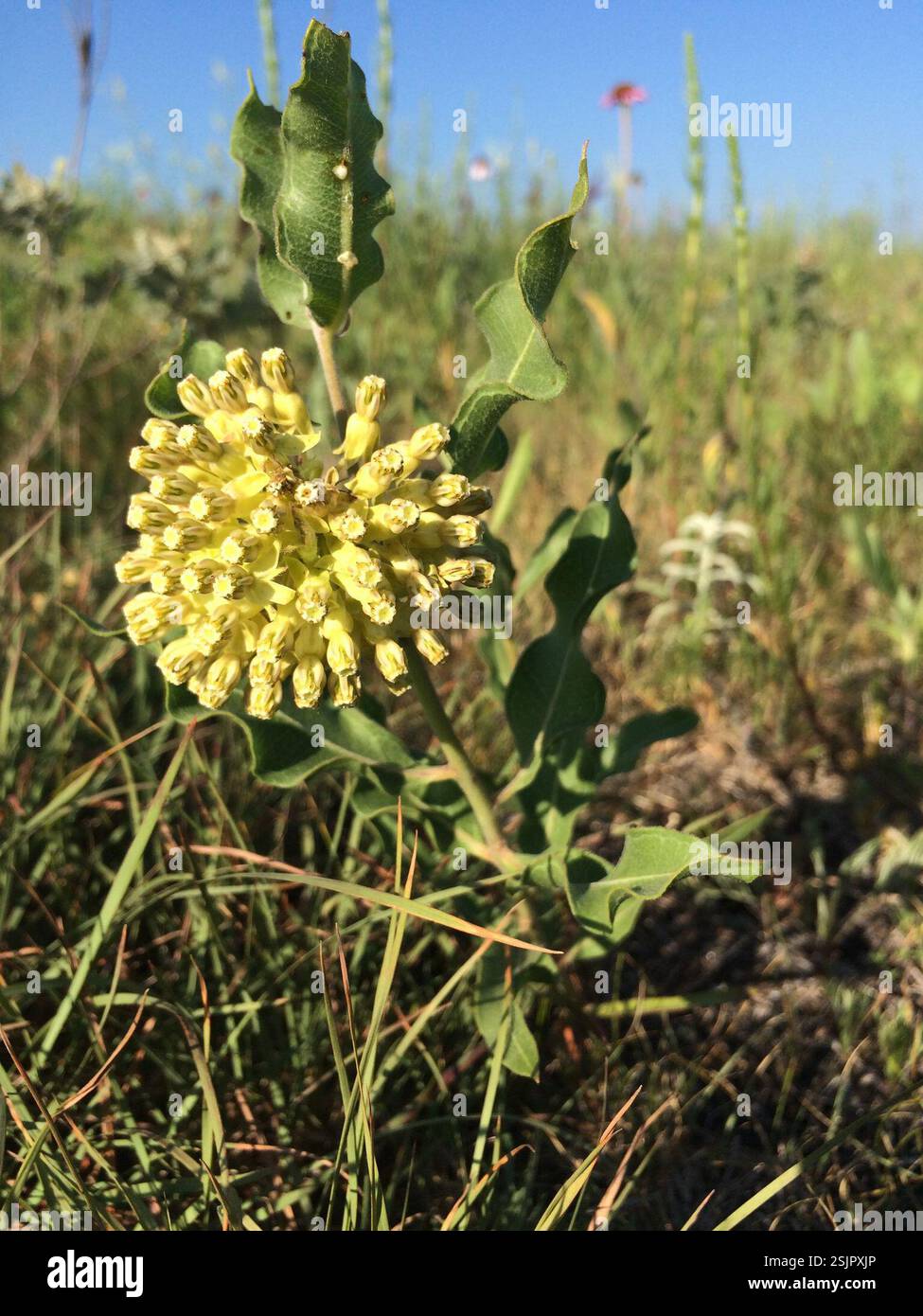 green comet milkweed (Asclepias viridiflora), Plantae, Codington County ...