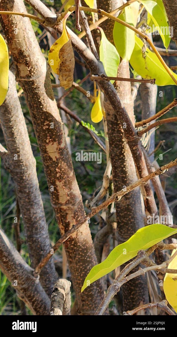 Rubber Vine (Cryptostegia grandiflora), Plantae, Comondú, MX-BS, MX ...