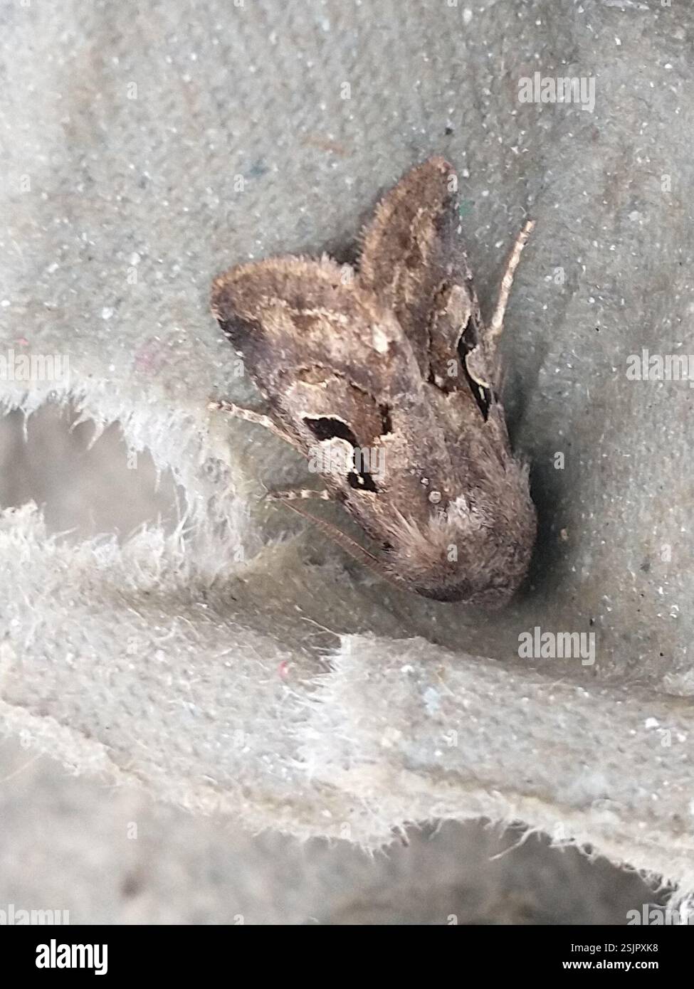 Hebrew Character (Orthosia gothica), Insecta, Walled Garden, Bath BA2 ...