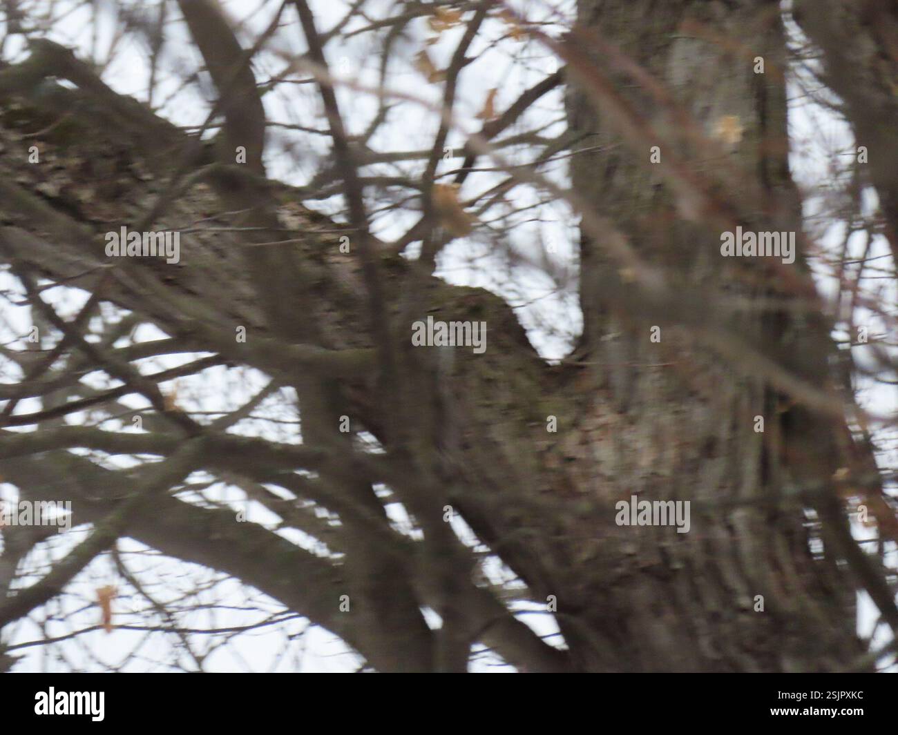 Eastern Gray Squirrel (Sciurus carolinensis), Mammalia, Devil's Lake ...