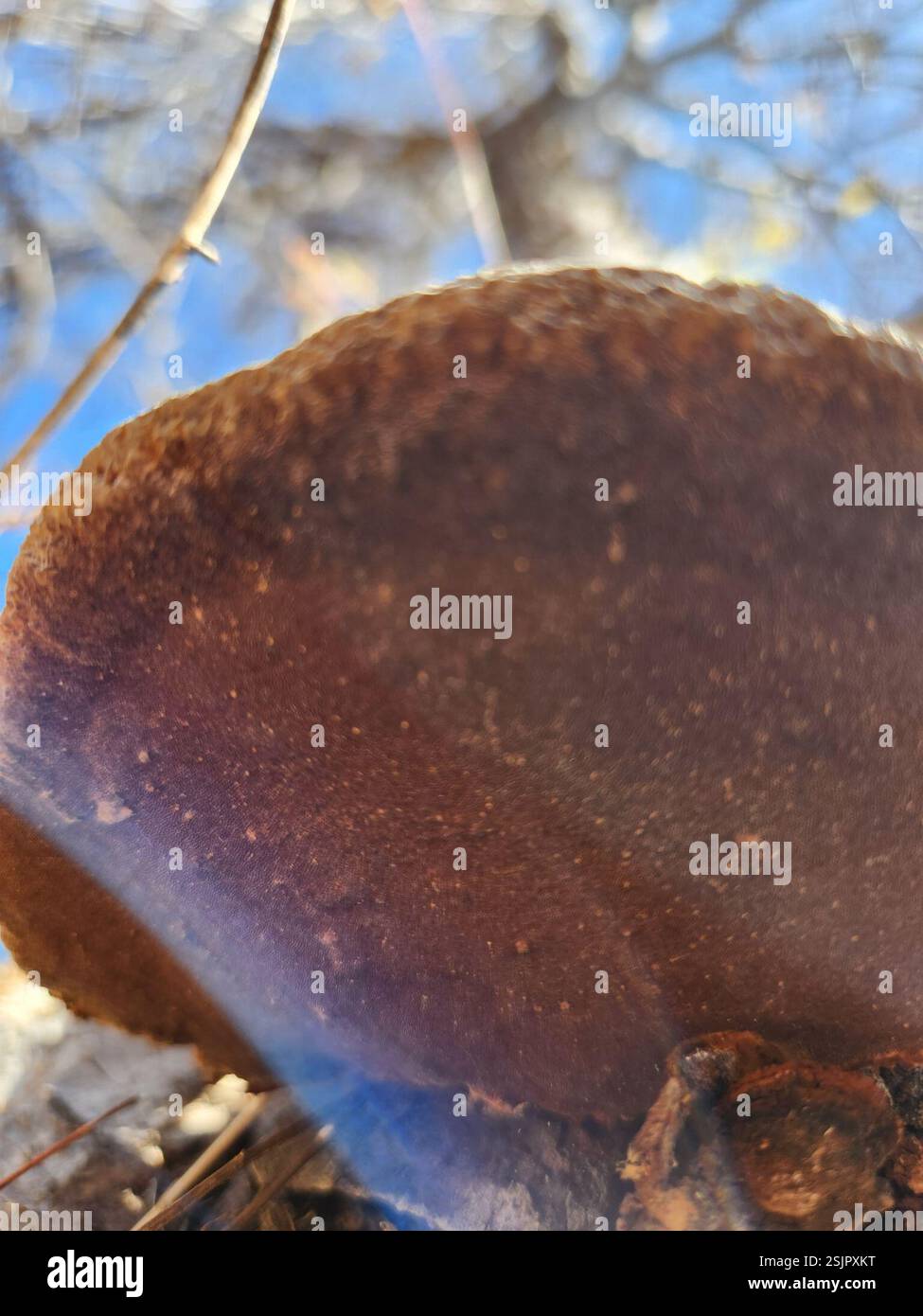 Hairy Hexagonia (Hexagonia hydnoides), Fungi, La Paz, MX-BS, MX Stock ...