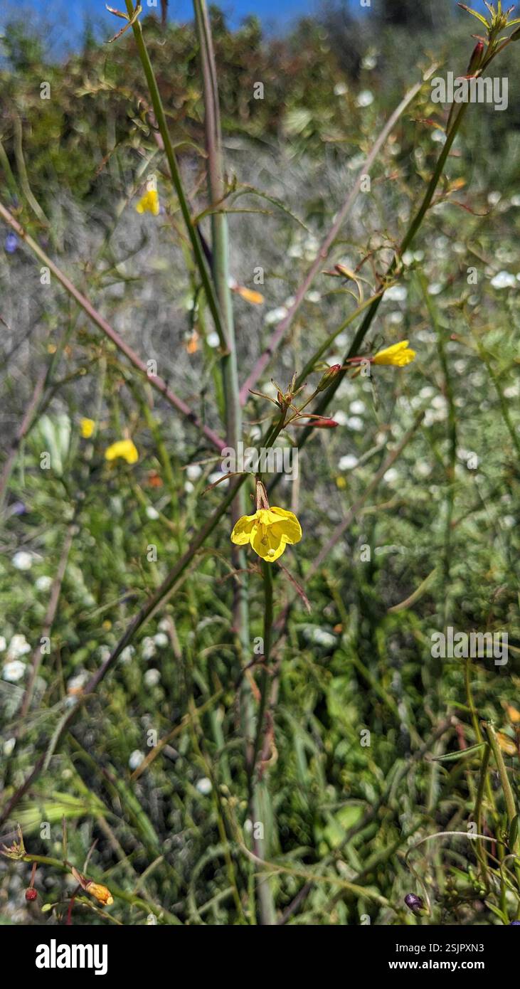 California primrose (Eulobus californicus), Plantae, Los Angeles, CA ...