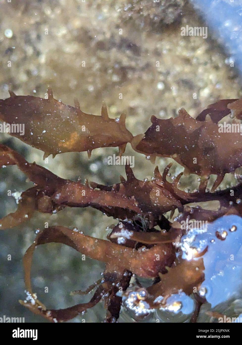 (Prionitis lanceolata), Plantae, Vancouver, BC, Canada Stock Photo - Alamy