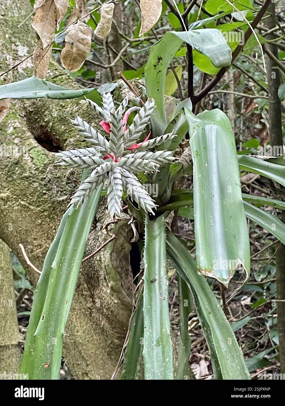 (Aechmea pubescens), Plantae, Anton's Valley, Cocle, PA, Aechmea ...