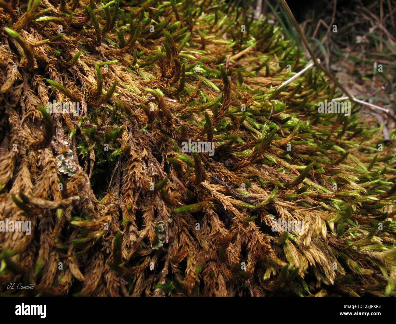 squirrel-tail moss (Leucodon sciuroides), Plantae, Lugo, España, On ...