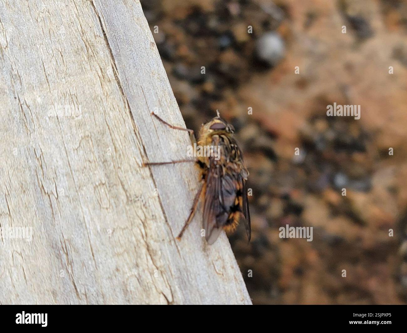 Bot Flies, Blow Flies, and Allies (Oestroidea), Insecta, Tangiwai, New ...