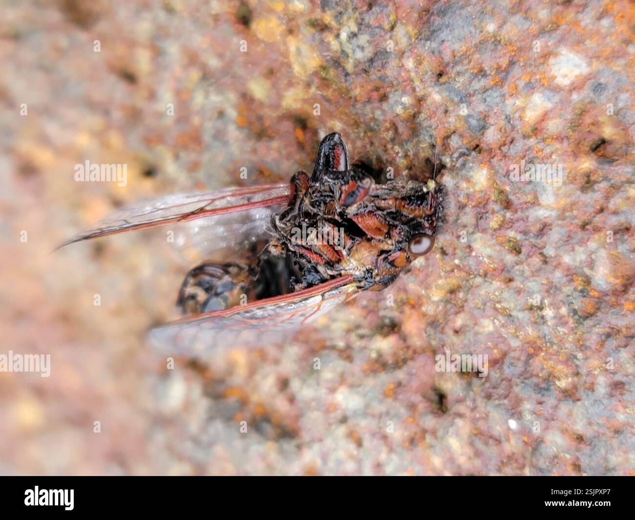 Campbell's Cicada (Maoricicada campbelli), Insecta, Ohakune 4691, New ...