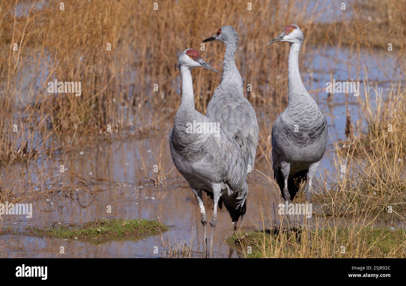 Three alert Sandhill Cranes stand together in wetlands of Whitewater ...